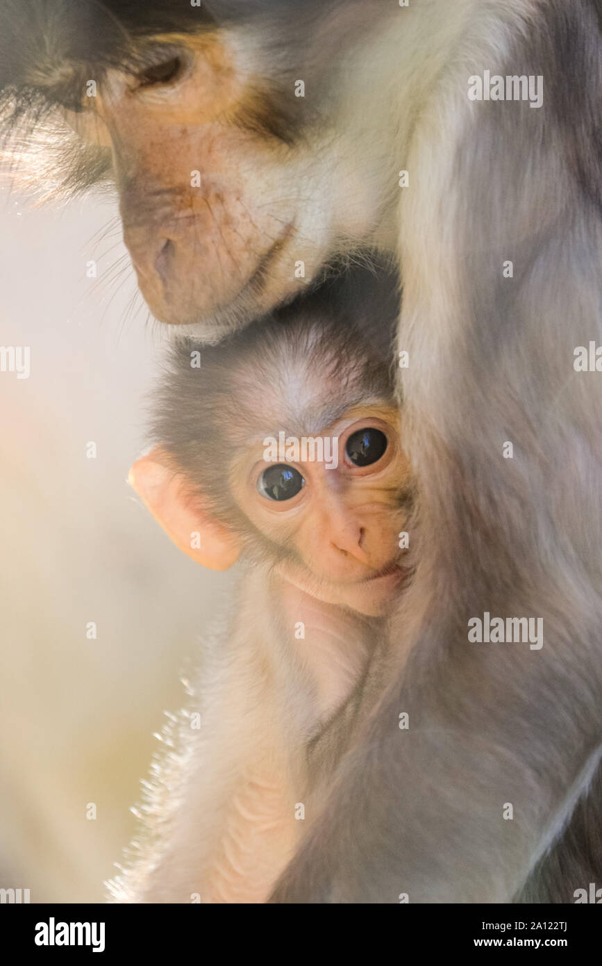 Mangabeys hi-res stock photography and images - Alamy