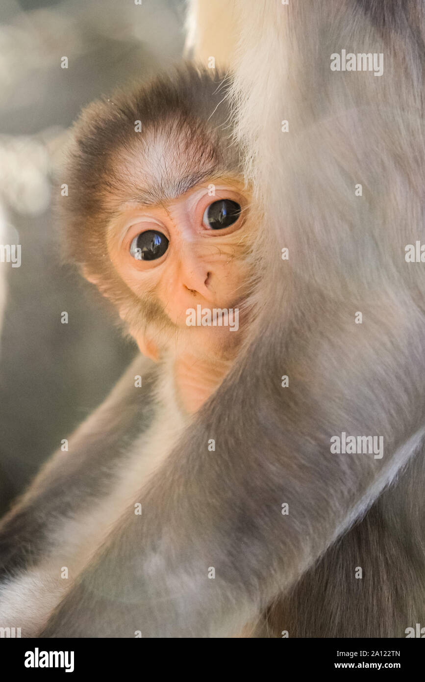 Big eyed monkey hi-res stock photography and images - Alamy