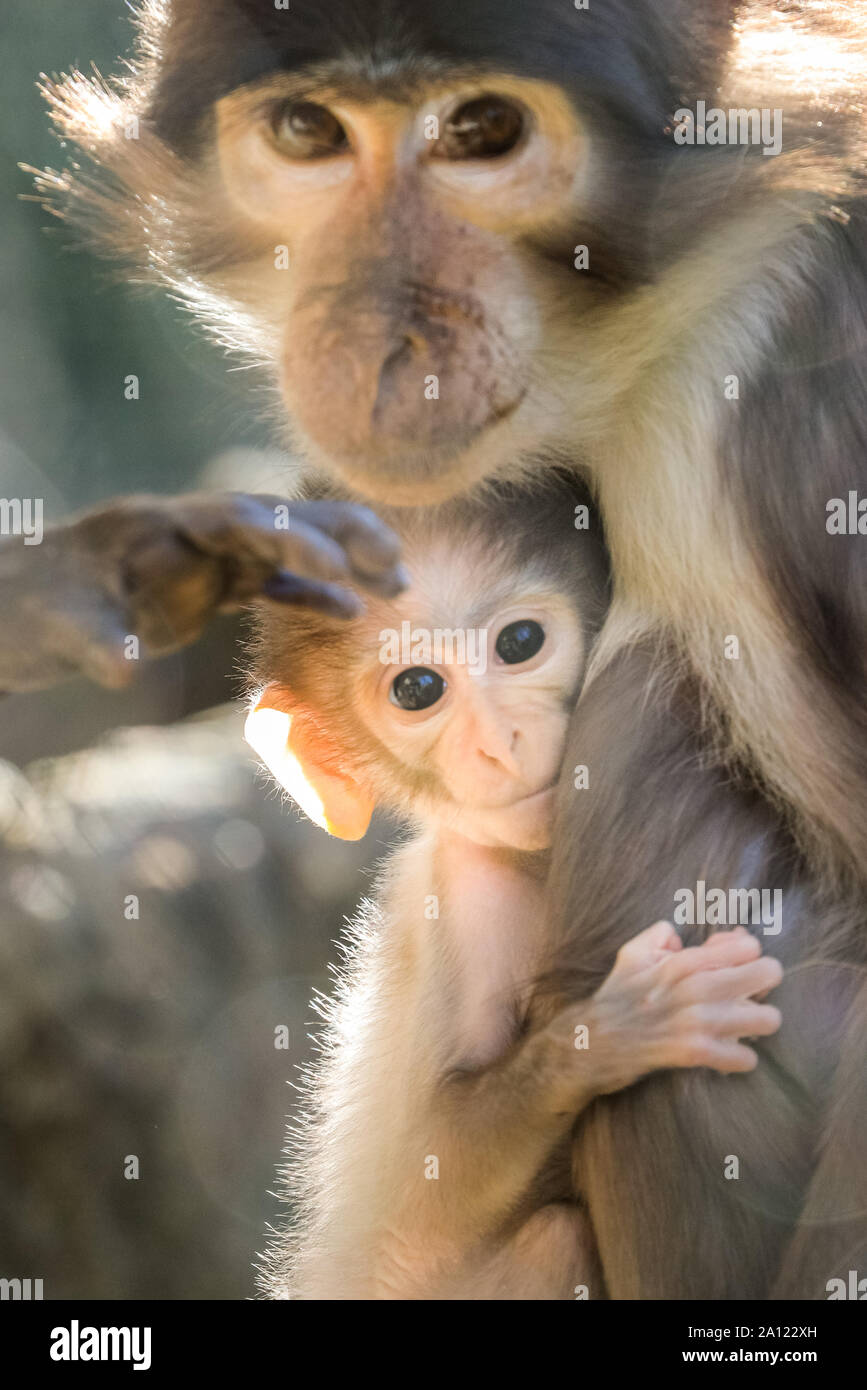 London, UK, 23rd Sep 2019. Cheeky baby 'Buzz', named after astronaut ...