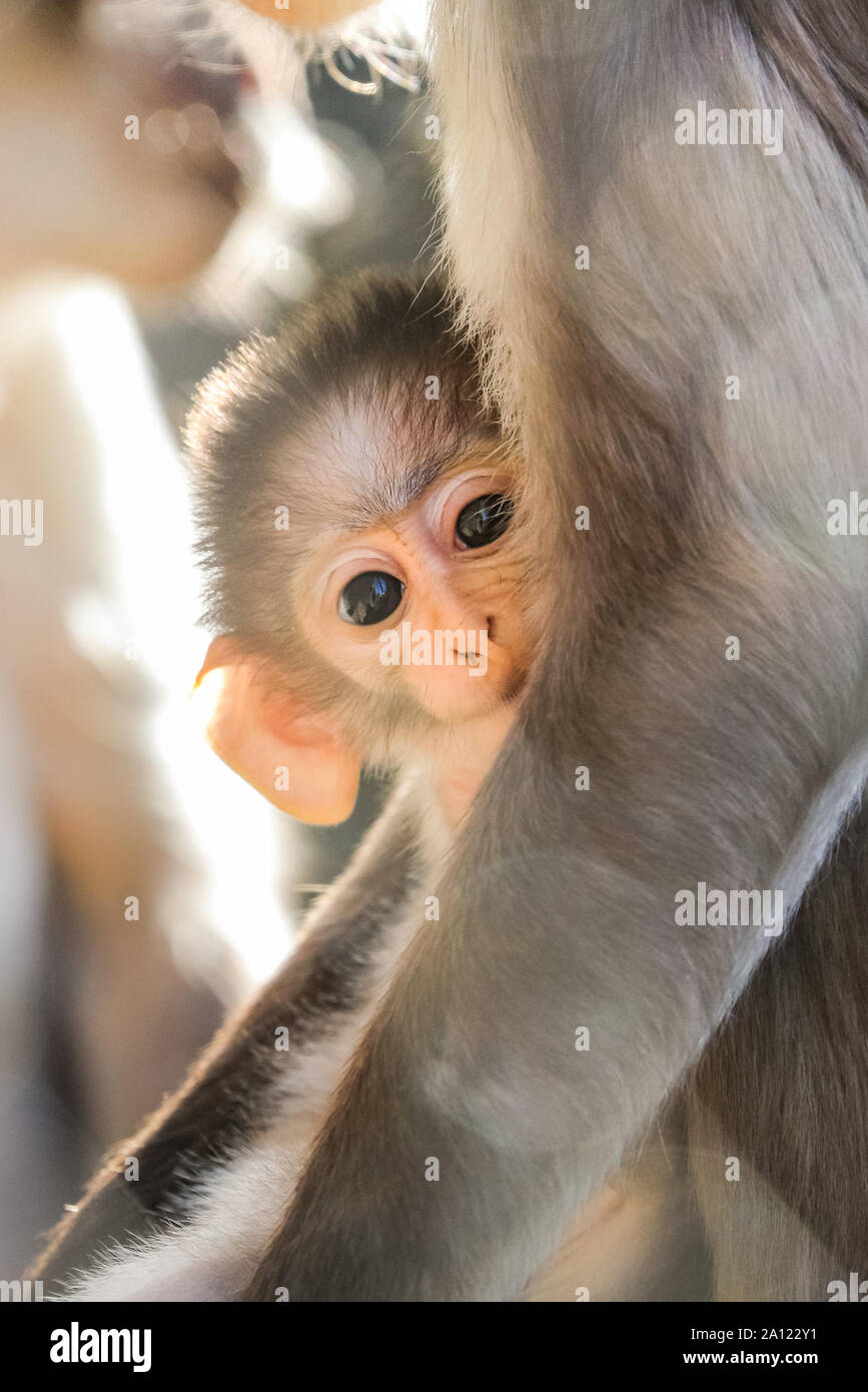 Mangabey white naped hi-res stock photography and images - Alamy