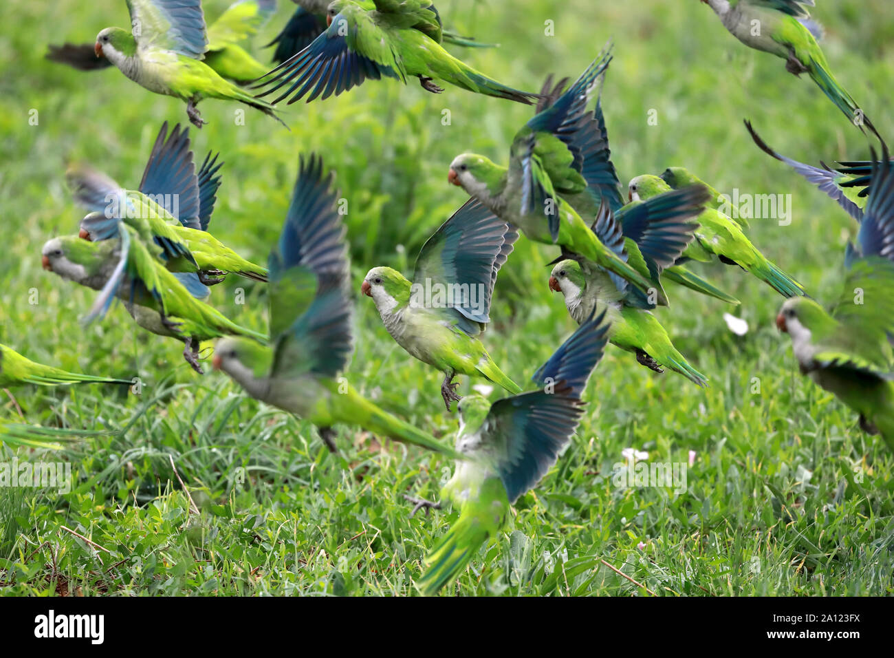 Flock of flying birds. Green and blue parrots stand out in group flight ...