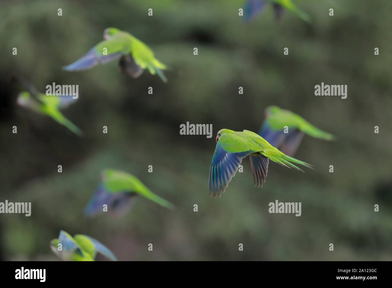Flock of flying birds. Green and blue parrots stand out in group flight ...