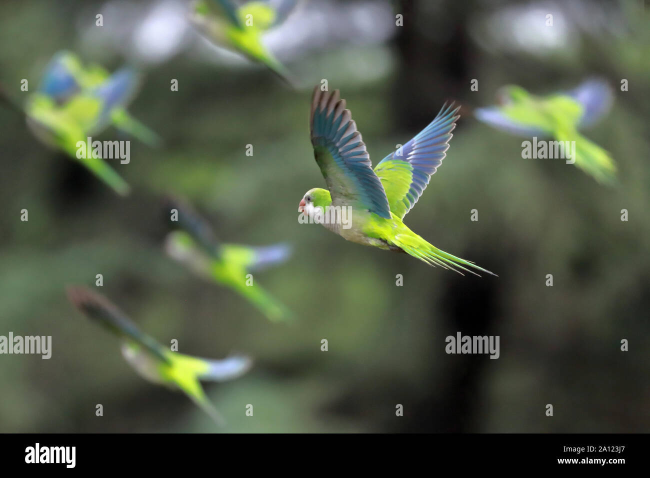 Flock of flying birds. Green and blue parrots stand out in group flight ...