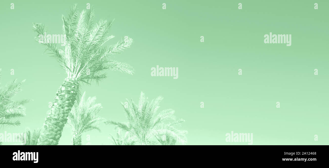 Tropical palm trees over trendy mint color sky. Summer and travel ...