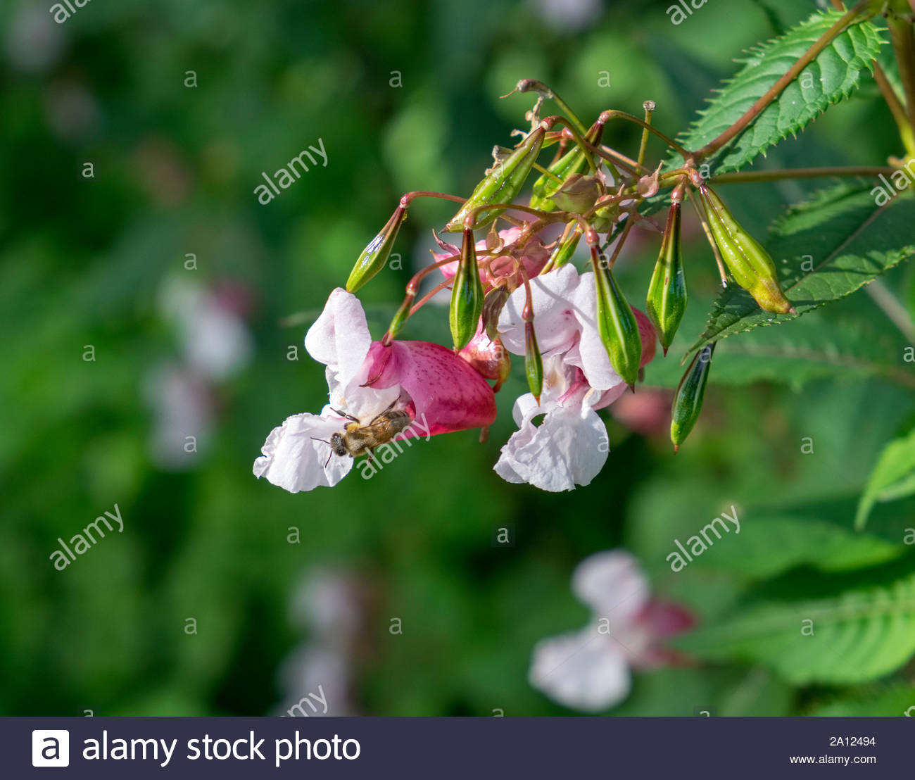 Himalayan Indian Balsam Impatiens Glandulifera Stock Photos & Himalayan ...