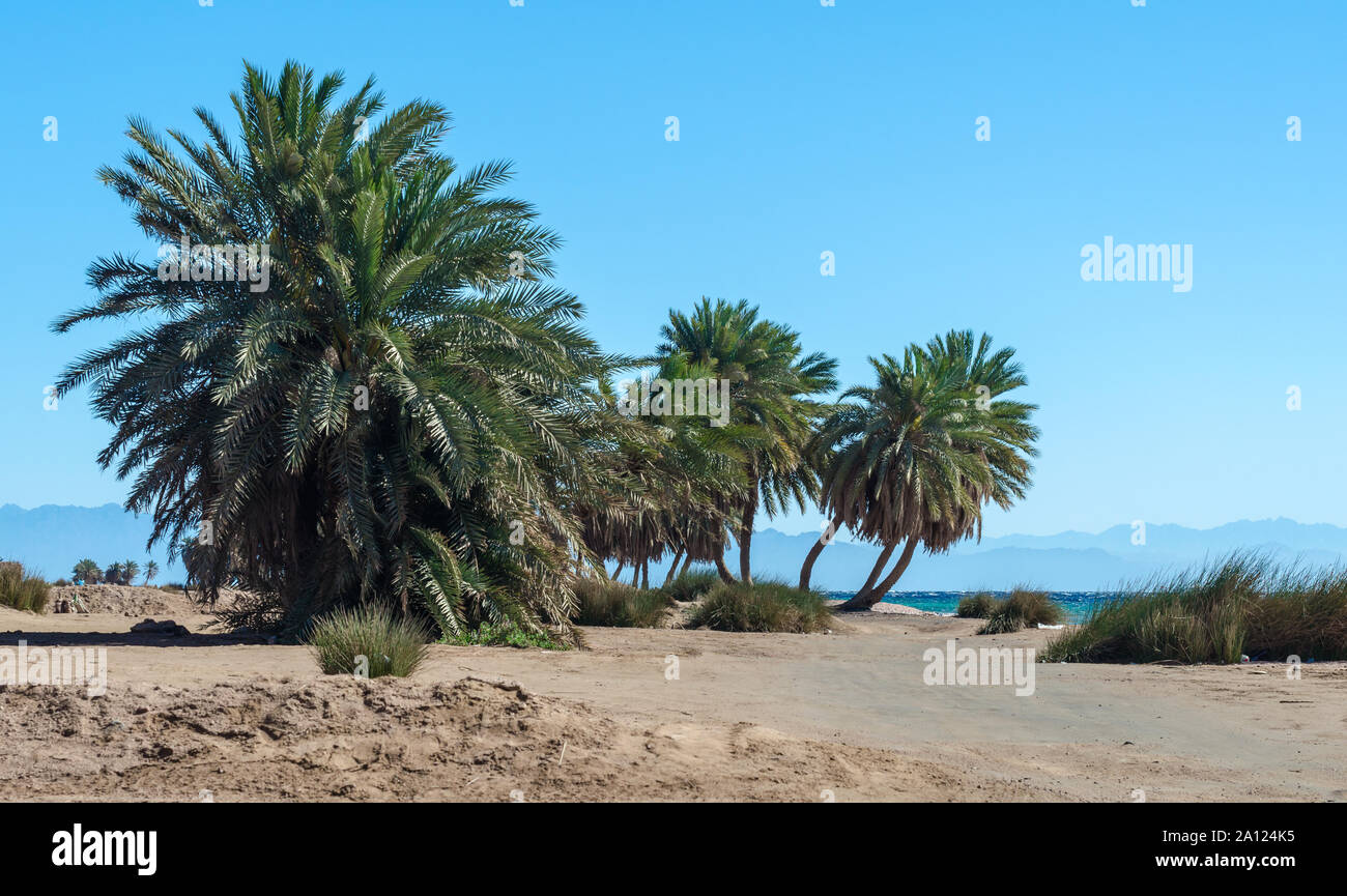 palm trees on the Red Sea on the background of mountains Stock Photo ...