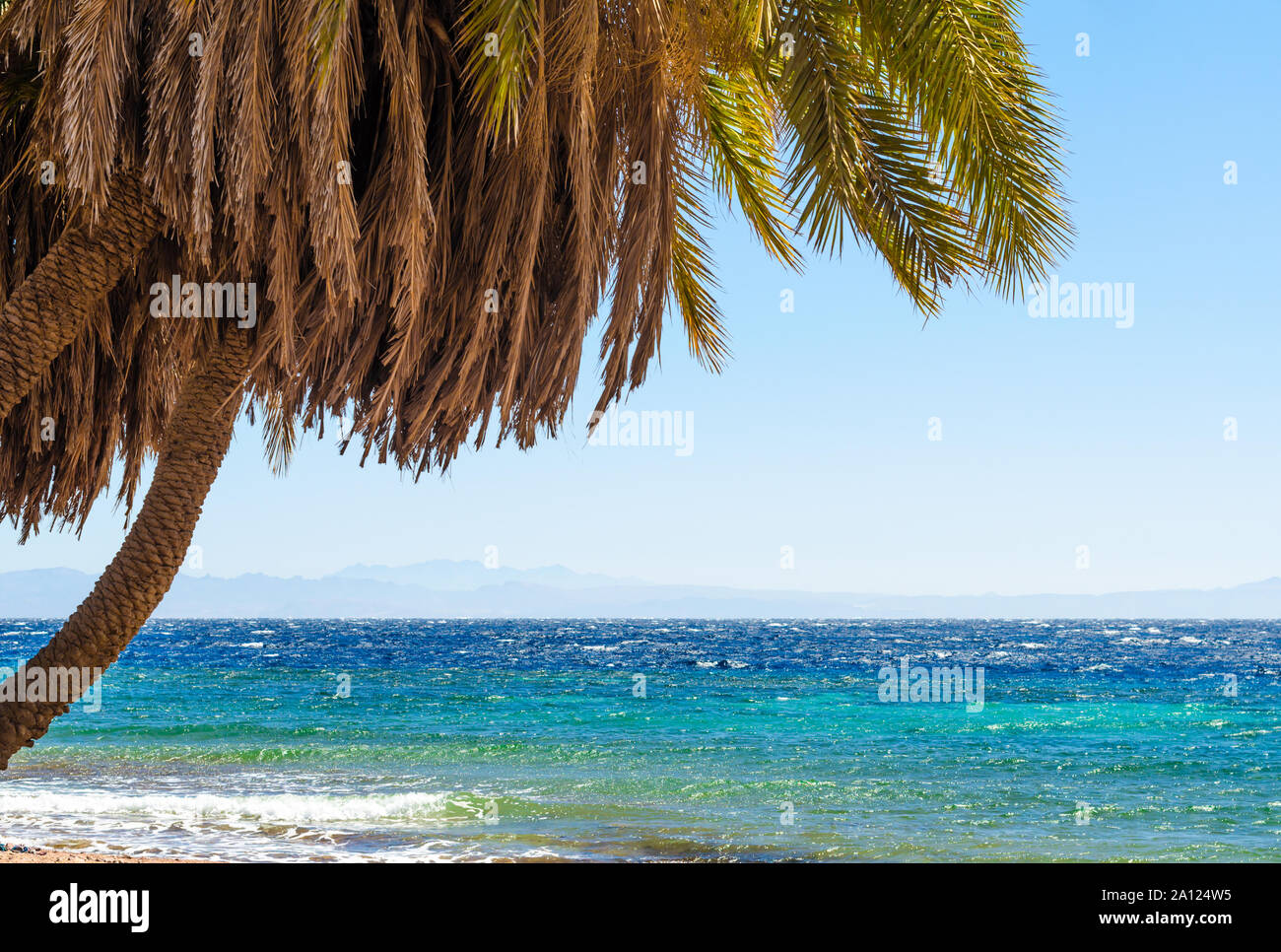 palm trees on the Red Sea on the background of mountains Stock Photo ...