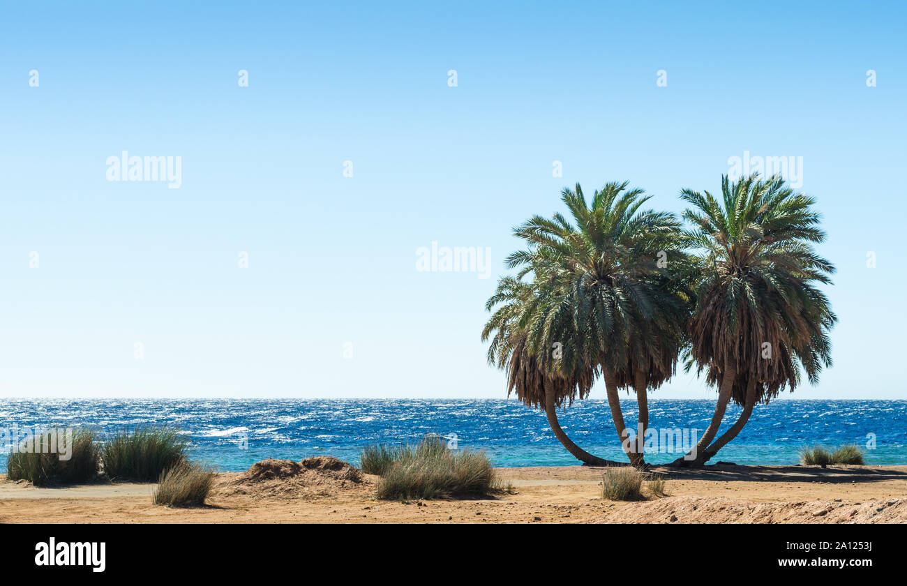 palm trees on the Red Sea in Egypt Stock Photo - Alamy