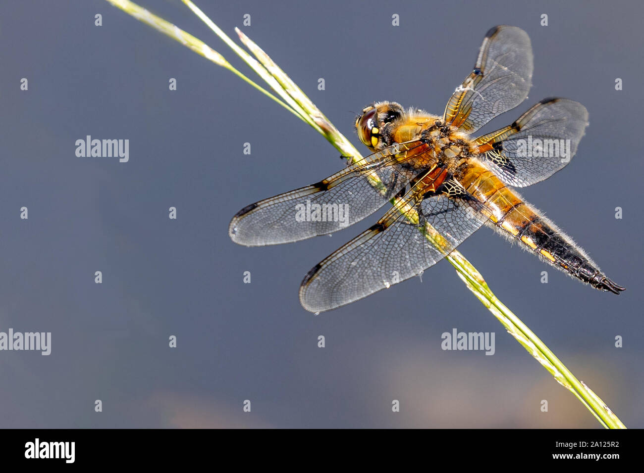 4 spotted chaser insect on reed Stock Photo - Alamy
