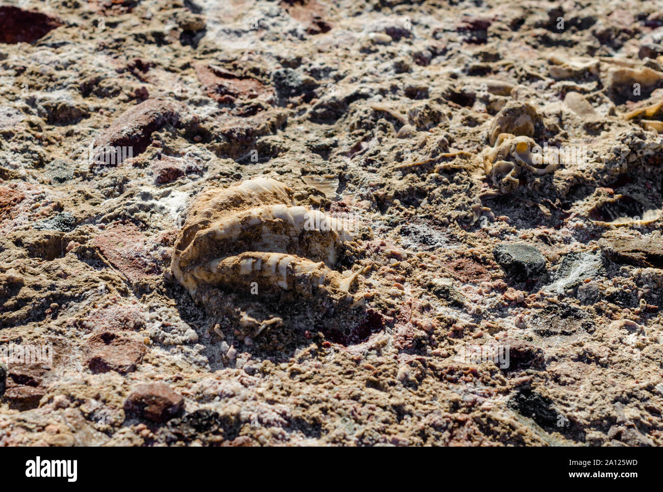 Excavated fossils hi-res stock photography and images - Alamy