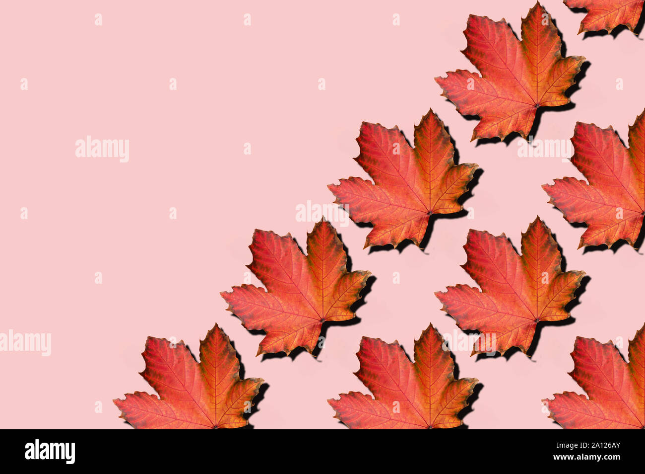 Red maple leaves pattern on pink background. Top view. Flat lay. Season ...