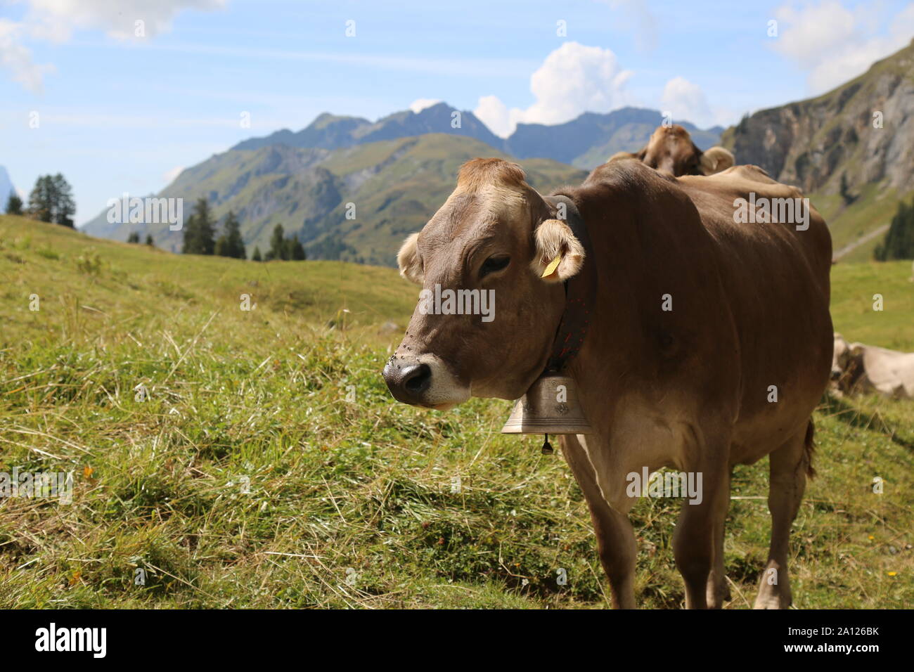 Swiss Cows, Engleberg, Switzerland Stock Photo - Alamy