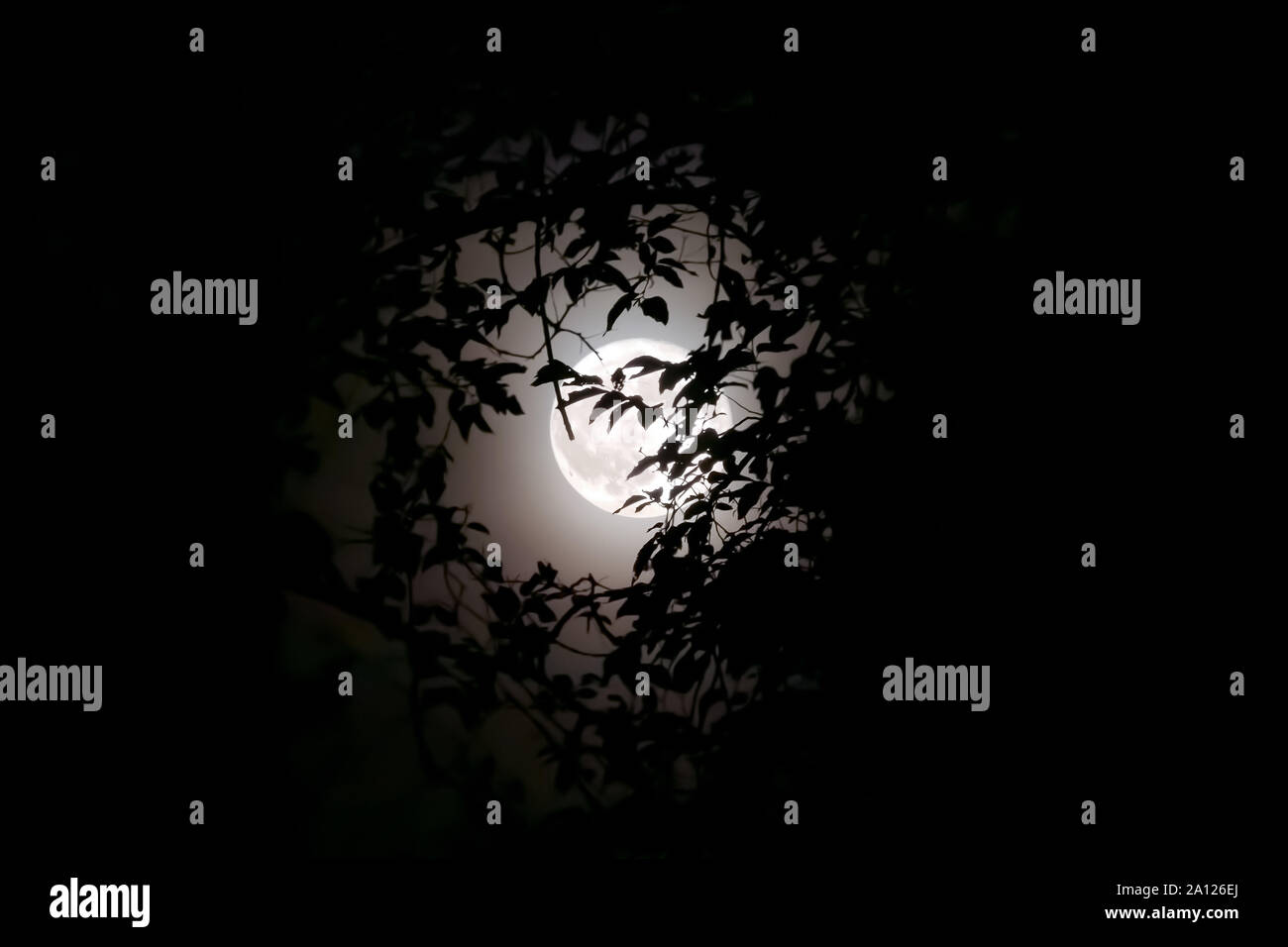 Full moon in the foreground, surrounded by branches and leaves. The ...