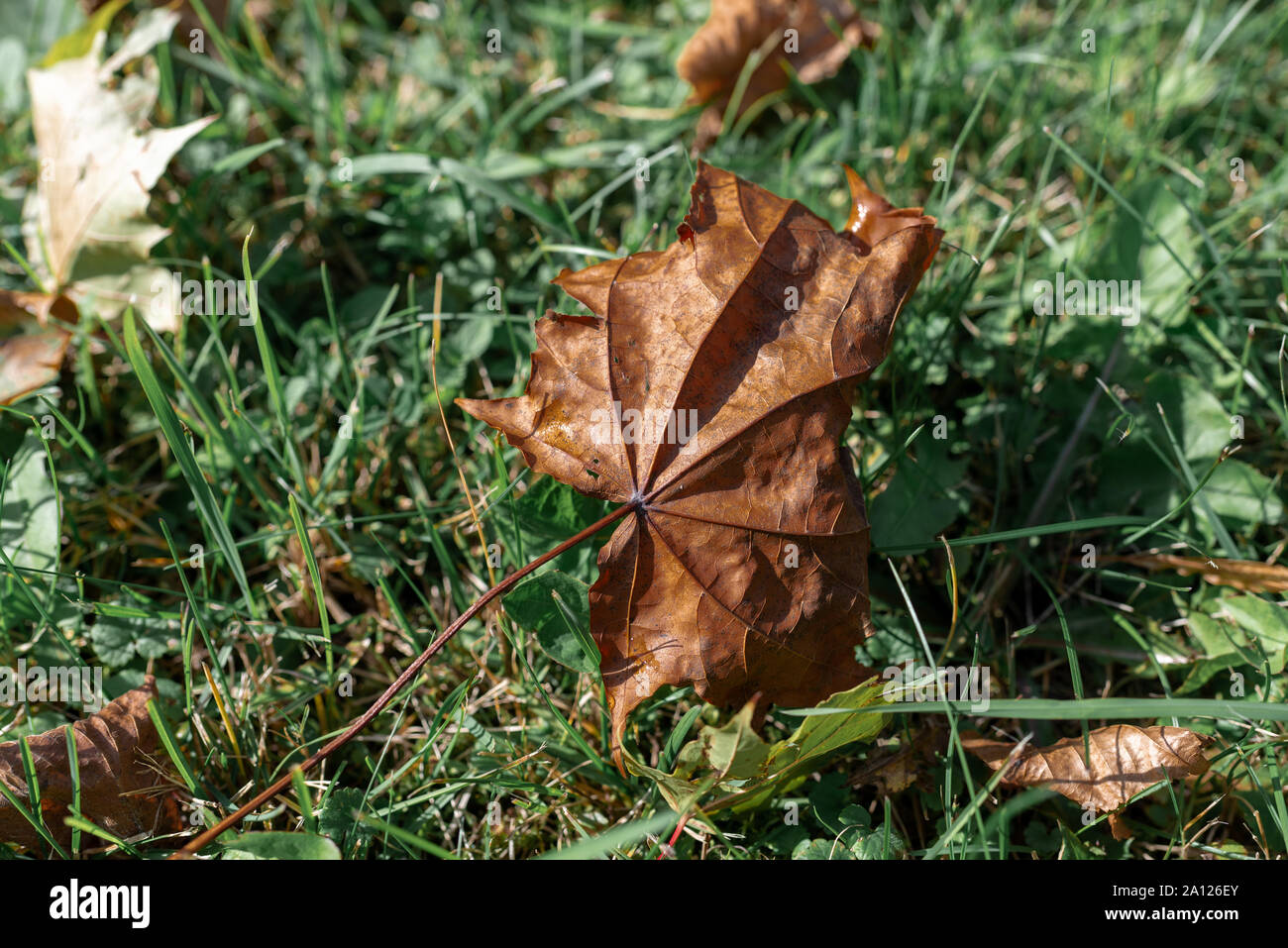Autumn platan leaves having five triangular lobes are on the green ...