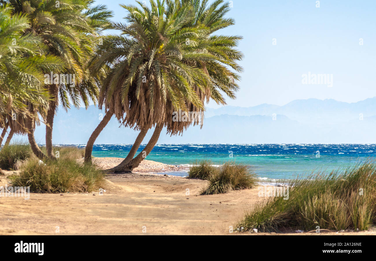 palm trees on the Red Sea on the background of mountains Stock Photo ...