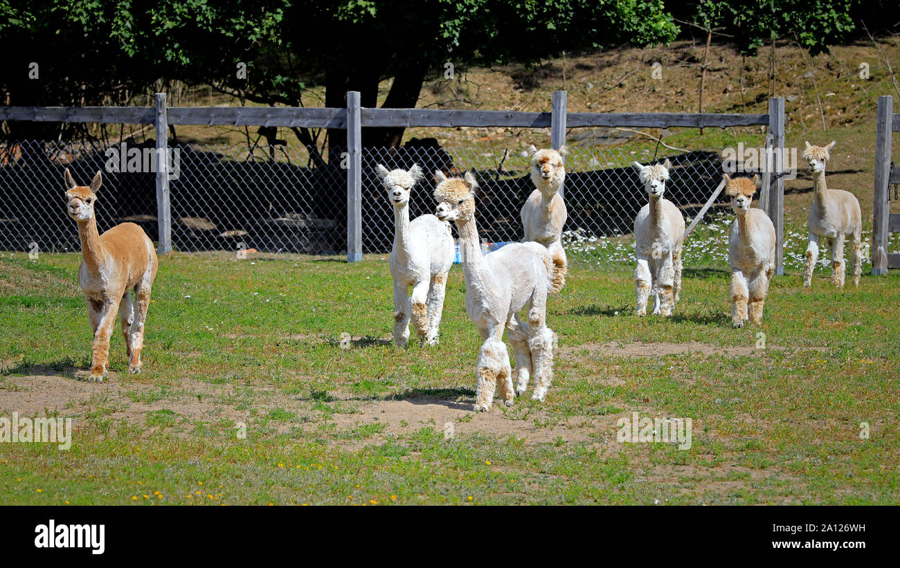 Seven animals hi-res stock photography and images - Alamy