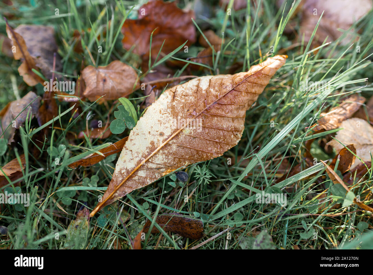 Fall from the tree hi-res stock photography and images - Alamy