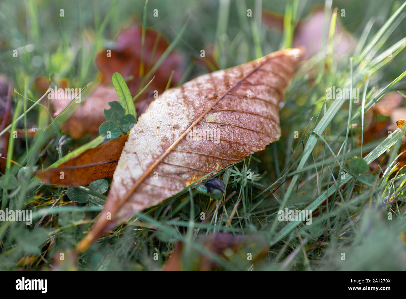 Leaves fall from a tree on green grass Stock Photo - Alamy
