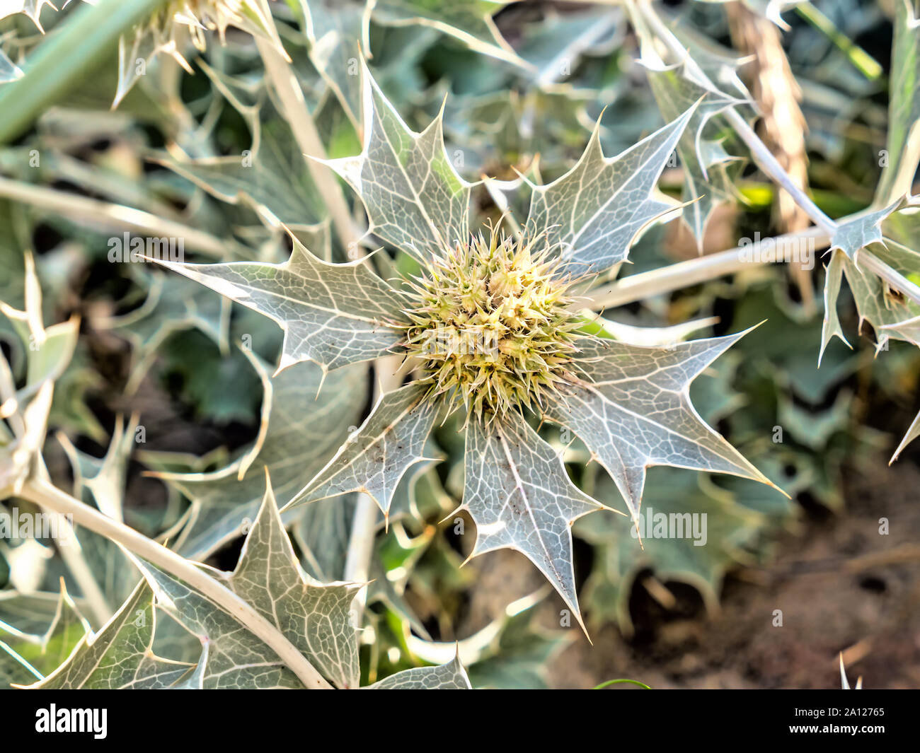 Sea holly flower is a species of Eryngium native to most European ...