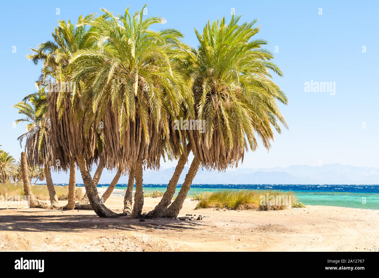 palm trees on the Red Sea on the background of mountains Stock Photo ...