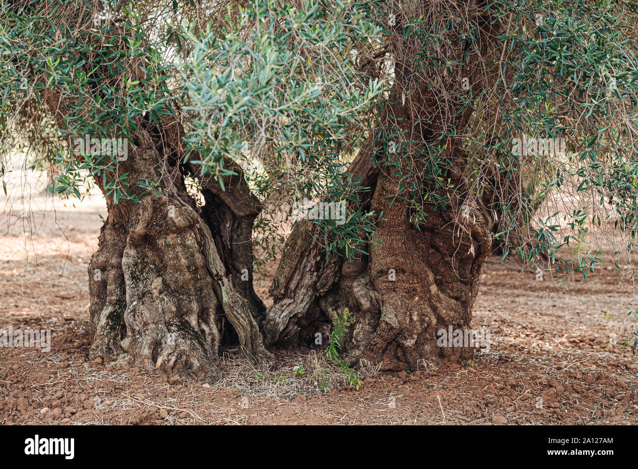 Olive trees sick of xylella in Salento, south Apulia, Italy Stock Photo ...