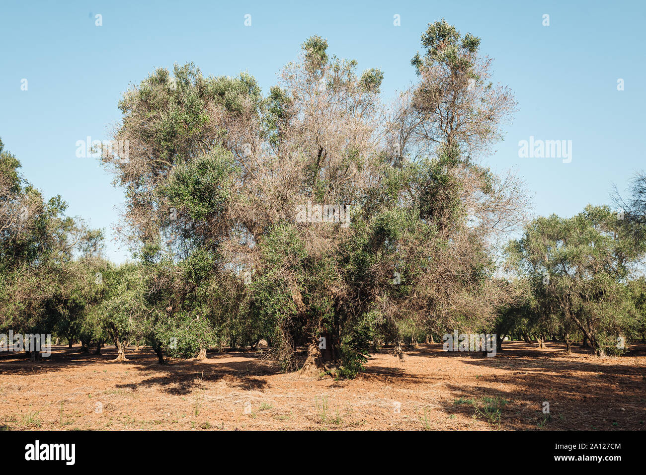 Olive trees in italy bacteria hi-res stock photography and images - Alamy