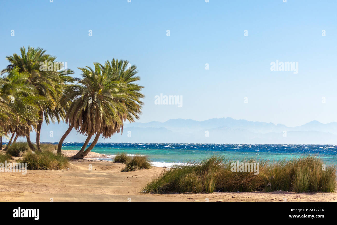palm trees on the Red Sea on the background of mountains Stock Photo ...