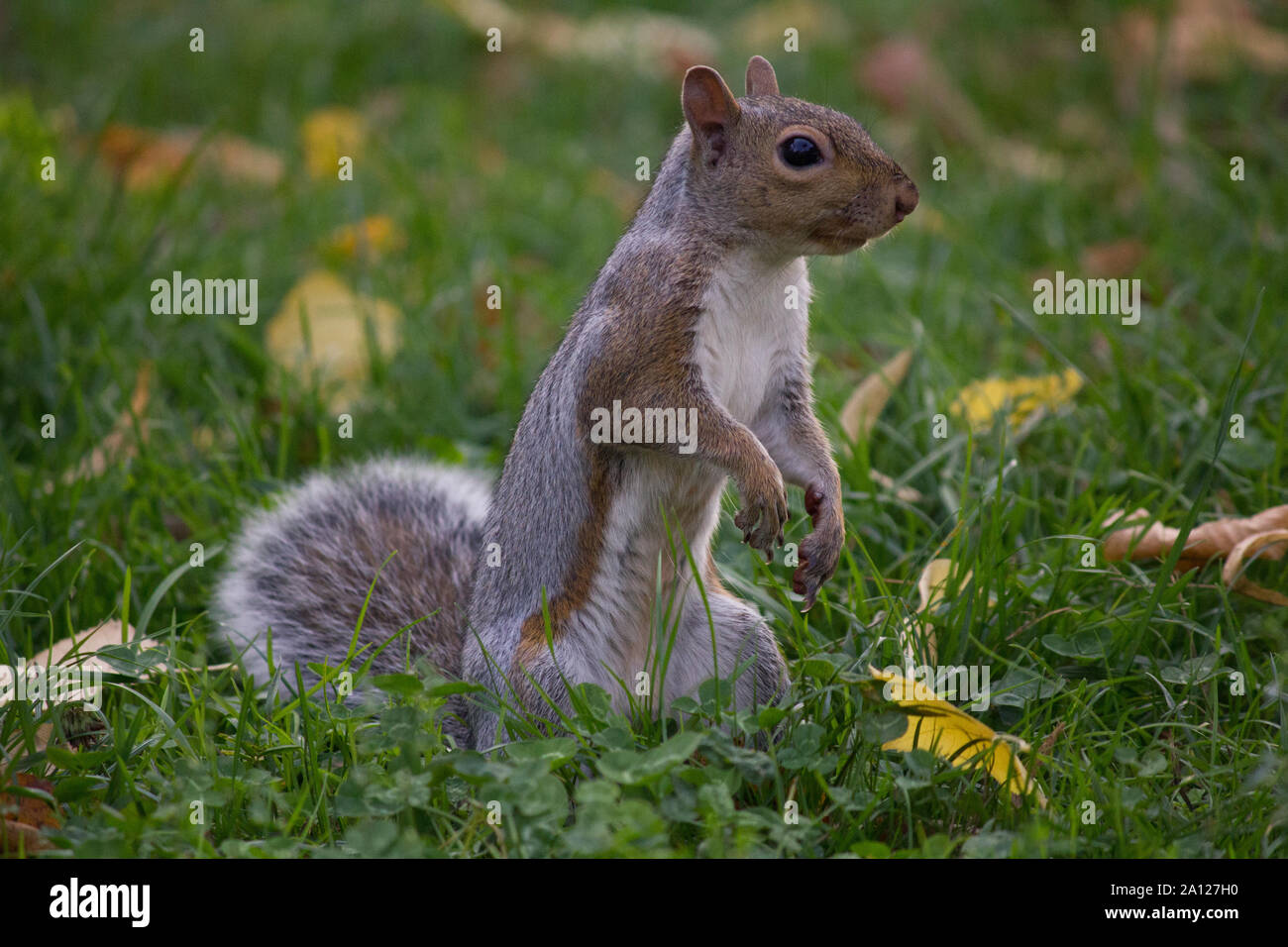 Squirrel and surprise hi-res stock photography and images - Alamy