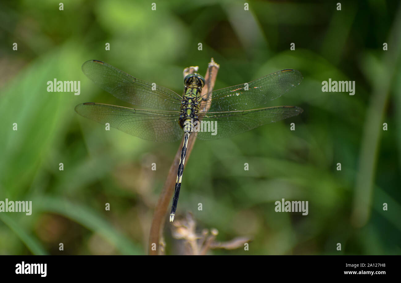 Dragonfly Sitting On A Stick Stock Photo - Alamy