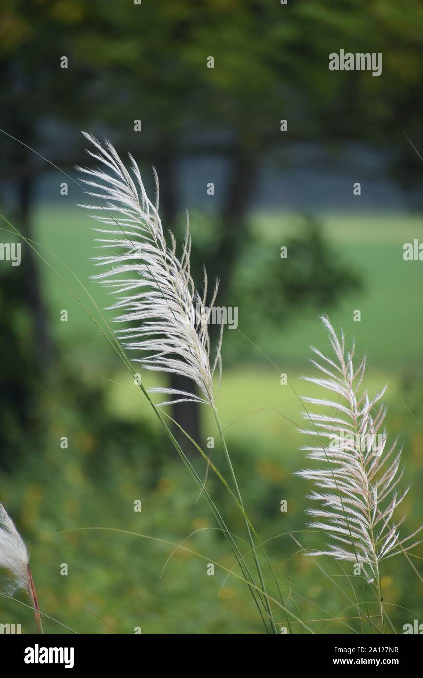 Beautiful Natural Scenery And Catkin Flowers Stock Photo - Alamy