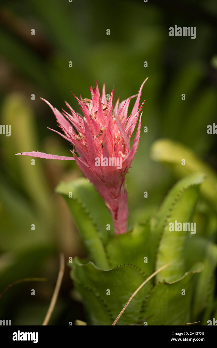 Aechmea fasciata hi-res stock photography and images - Alamy