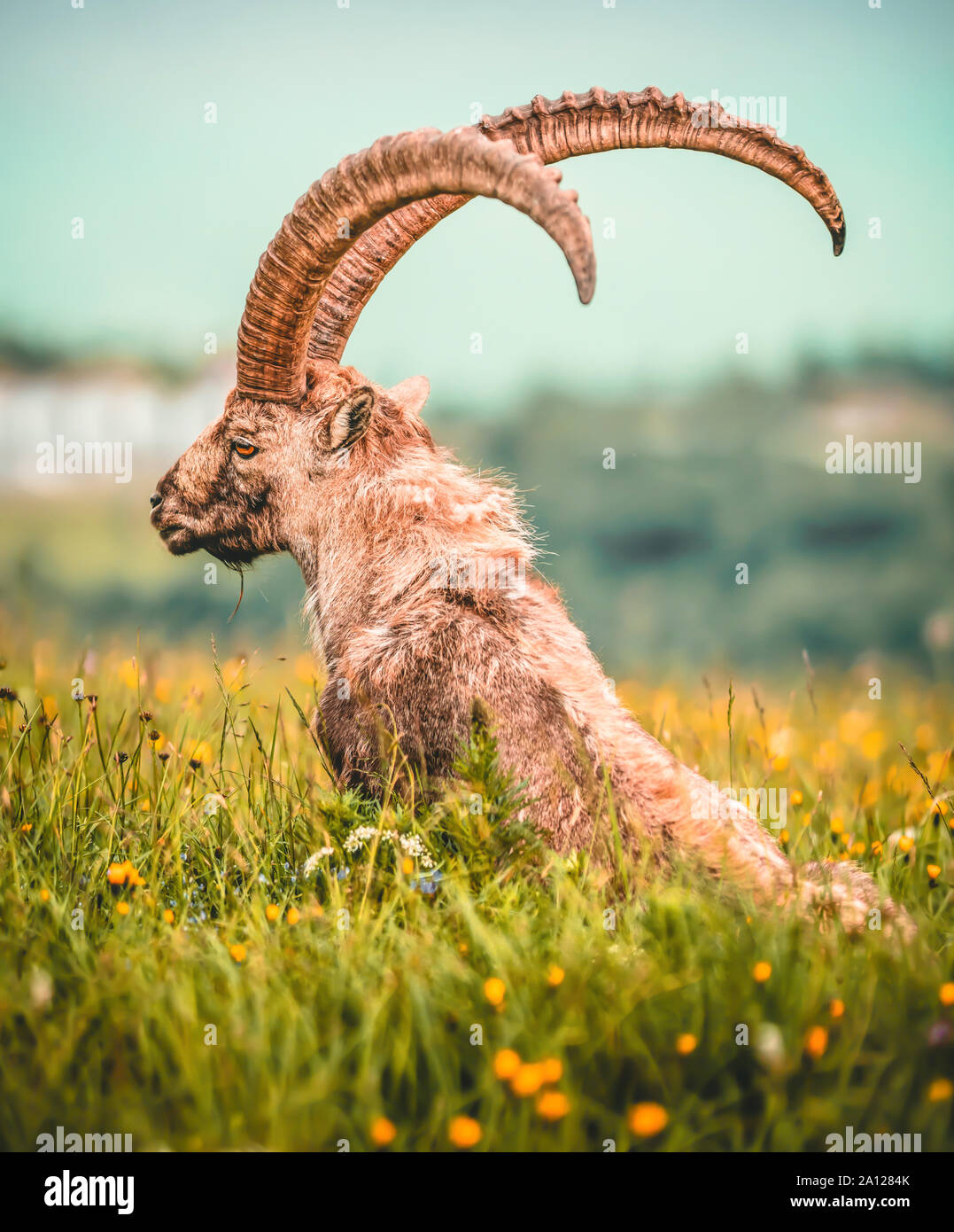 Wild Mountain Goats Living on Colorado Mountain Peaks Stock Photo - Alamy