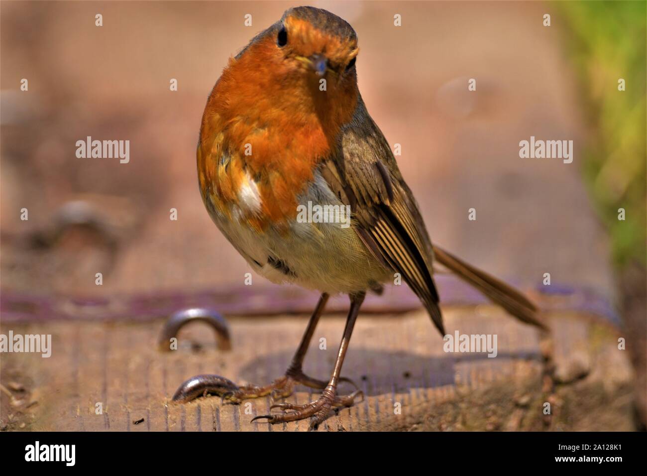 robin standing on a wooden pathway Stock Photo - Alamy