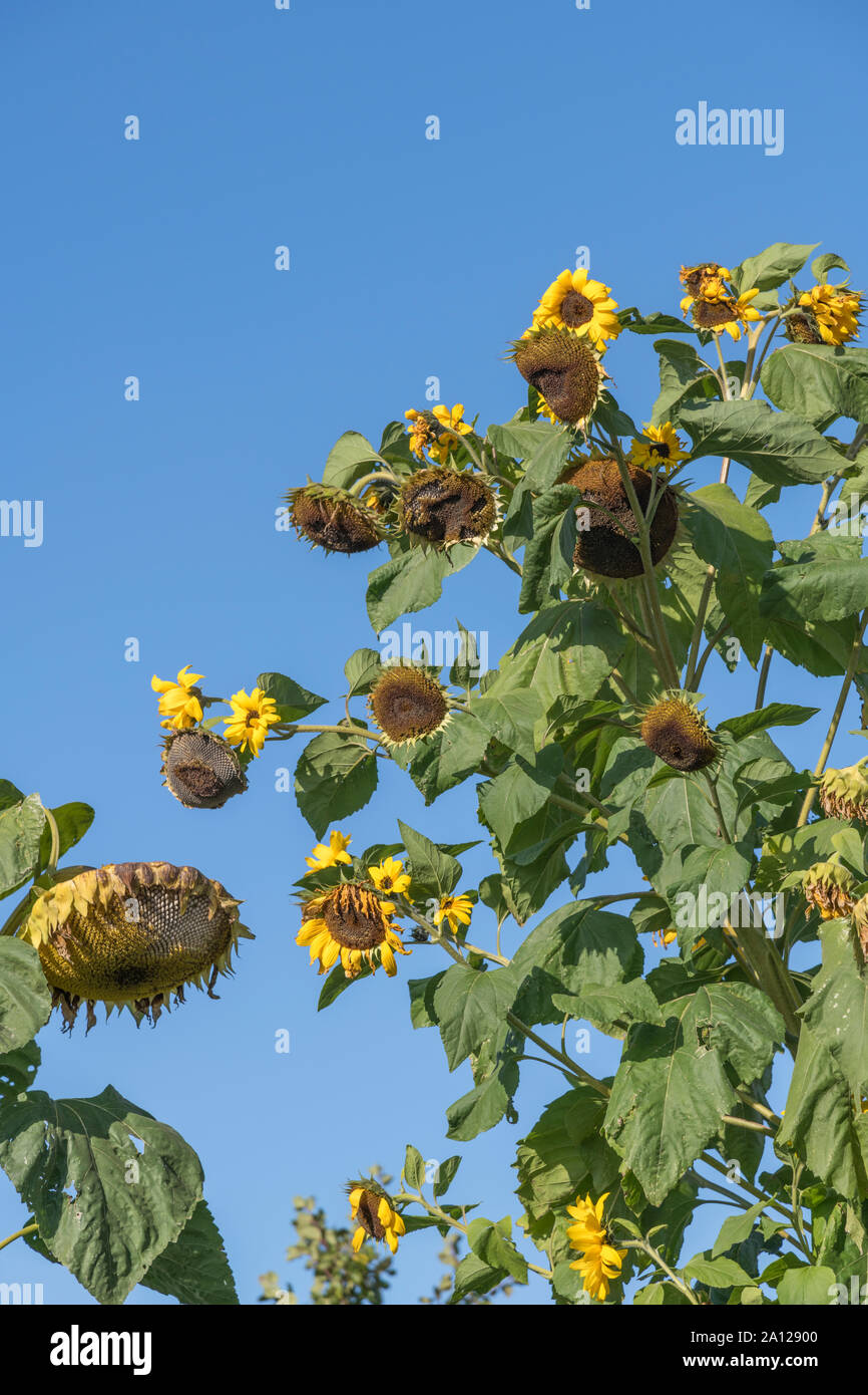 Flowers and seeding heads of Sunflower / Helianthus annuus set against ...