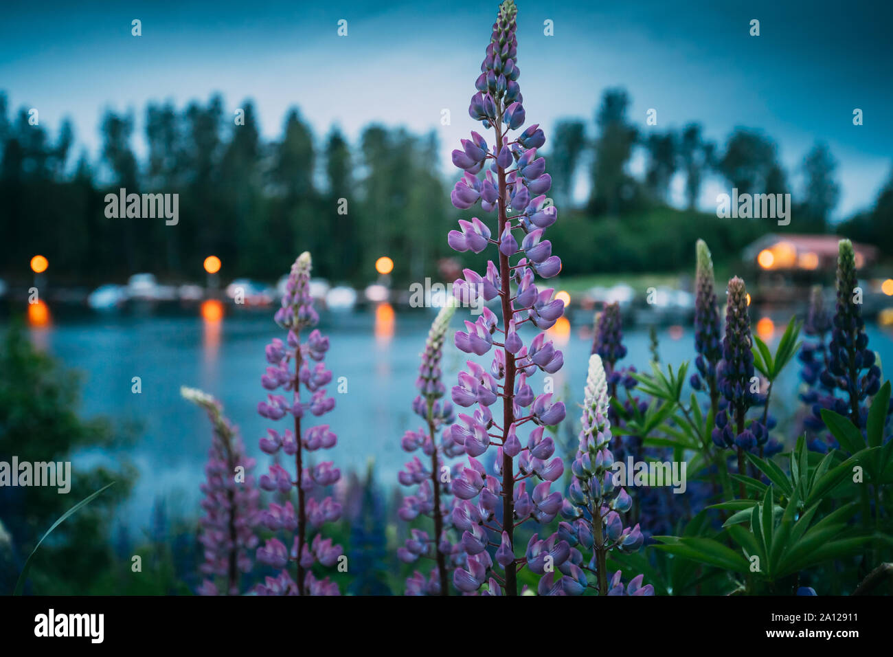 Wild Flowers Lupine In Summer Meadow Near Lake At Evening Night ...