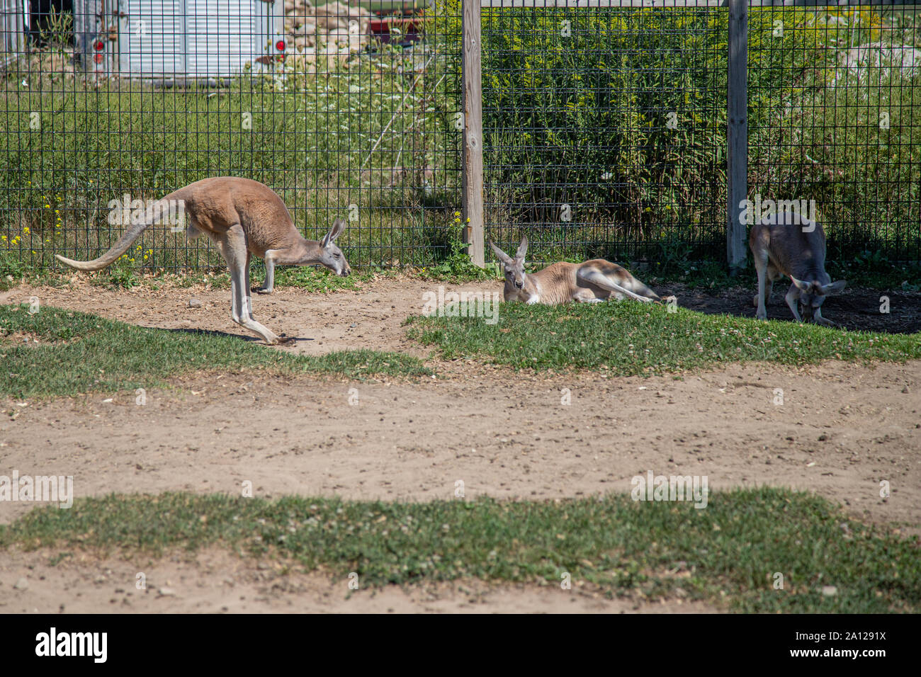This red kangaroo is hopping across its enclosure at a private zoo in ...