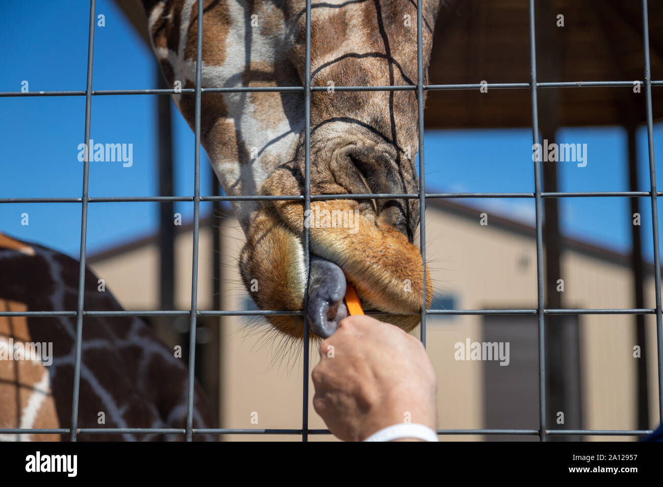 People enjoying feeding the giraffes carrot sticks at a private zoo in ...
