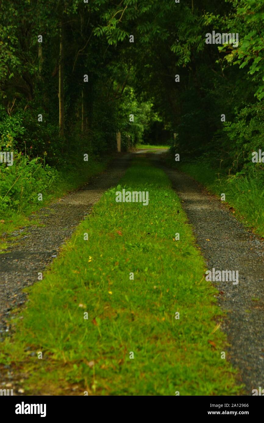 narrow passage way in the forest Stock Photo - Alamy