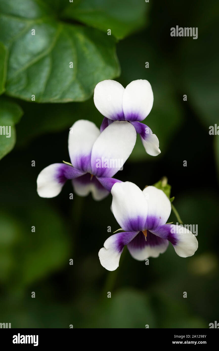 Ivy leaved violet (Viola hederacea), a species of violet native to ...