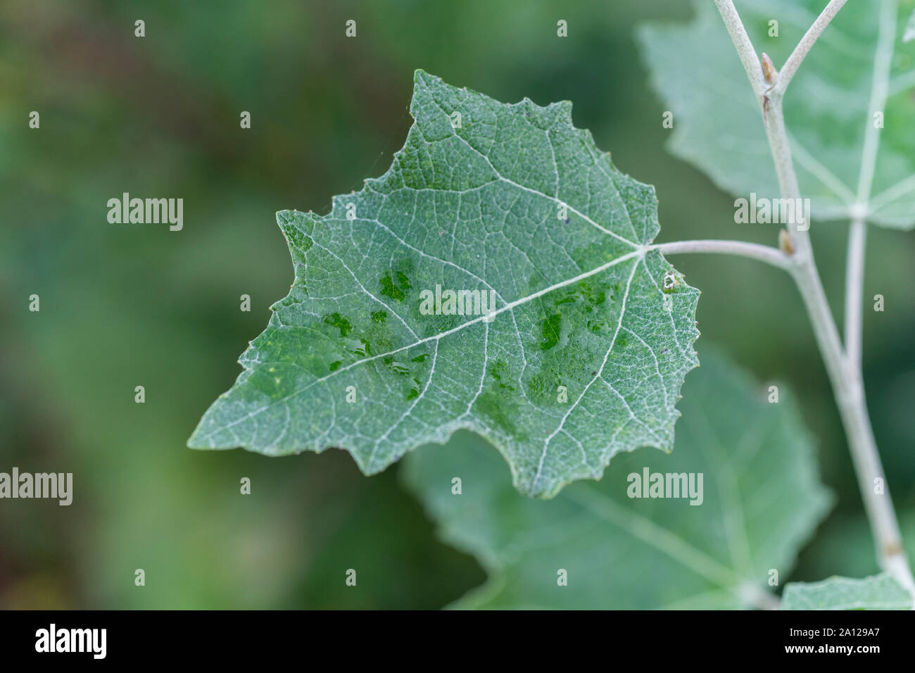 Young green-white foliage / leaf of White Poplar / Populus alba ...