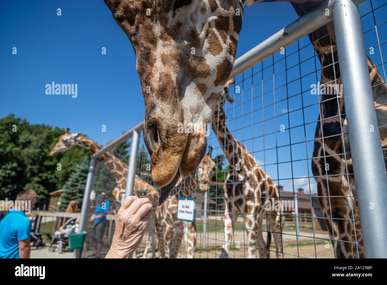 People enjoying feeding the giraffes carrot sticks at a private zoo in ...