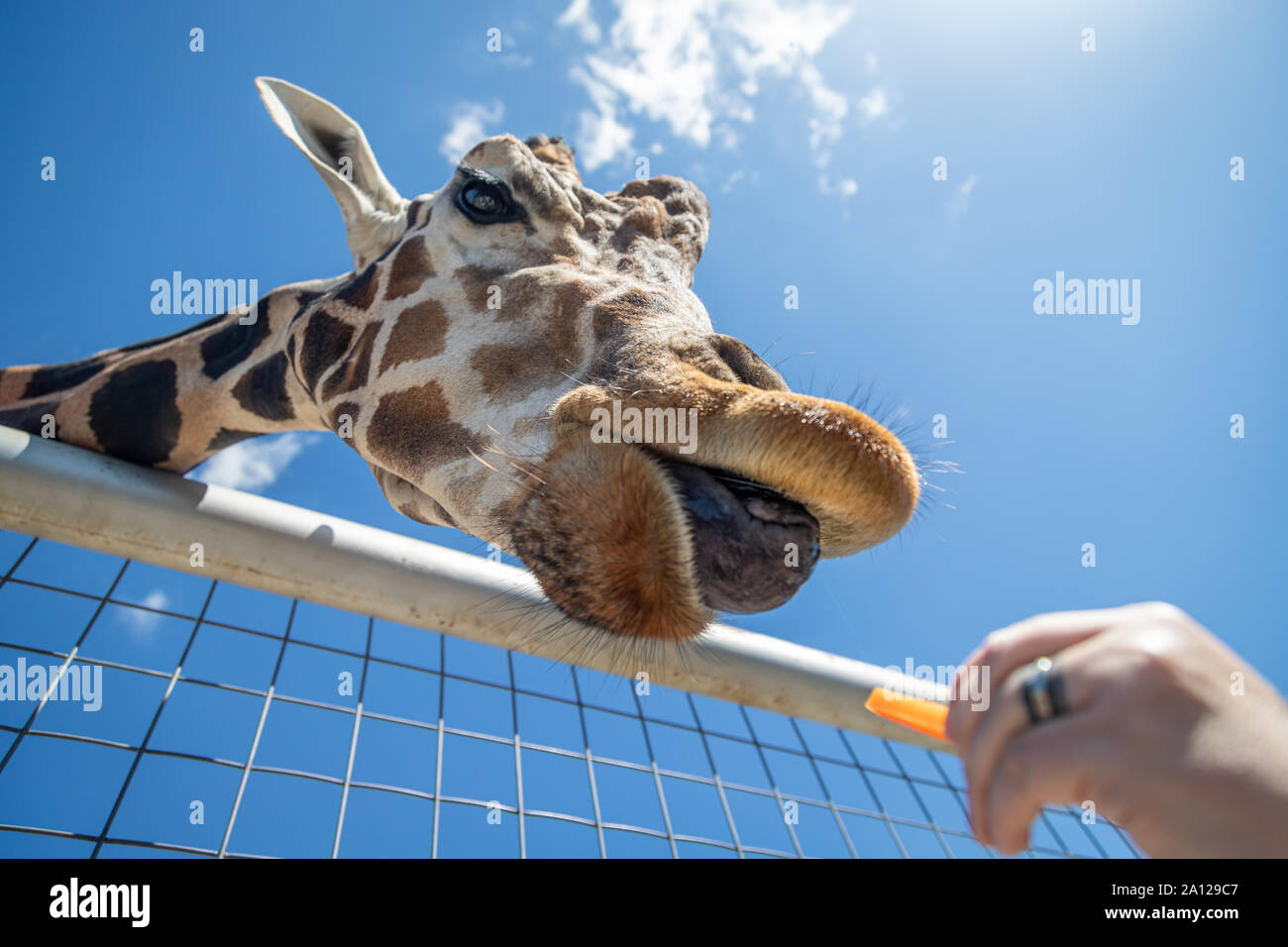 People enjoying feeding the giraffes carrot sticks at a private zoo in ...