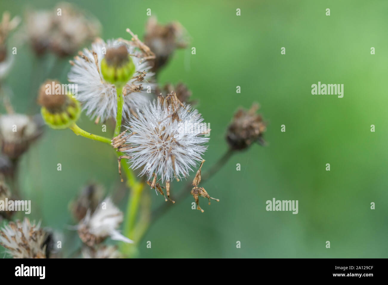 Forming seed head / seed mass of Common Ragwort / Jacobaea vulgaris syn ...