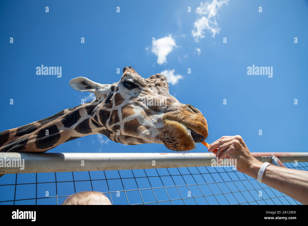 People enjoying feeding the giraffes carrot sticks at a private zoo in ...