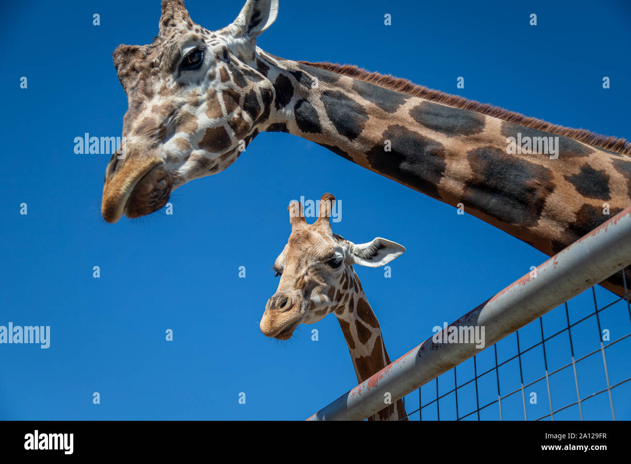 Curious giraffes lean over the fence at a private zoo in Michigan Stock ...