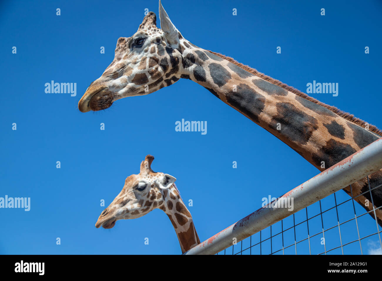 Curious giraffes lean over the fence at a private zoo in Michigan Stock ...