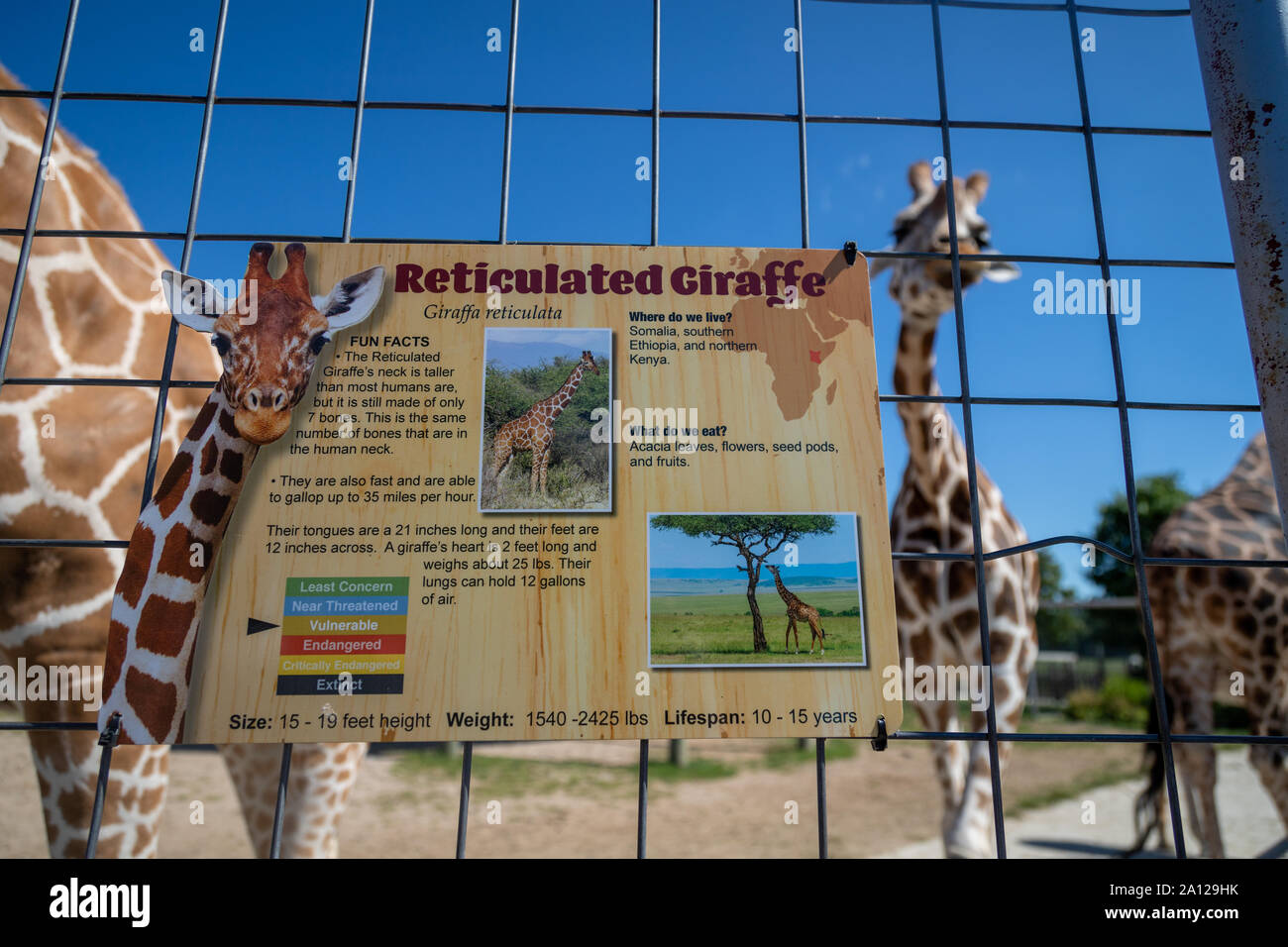A sign on the reticulated giraffe enclosure fence with giraffes in the ...
