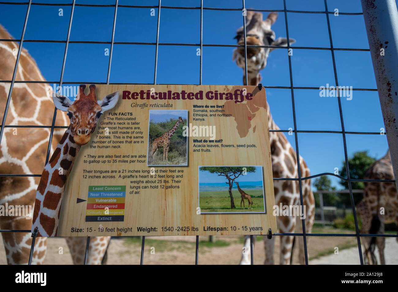 A sign on the reticulated giraffe enclosure fence with giraffes in the ...