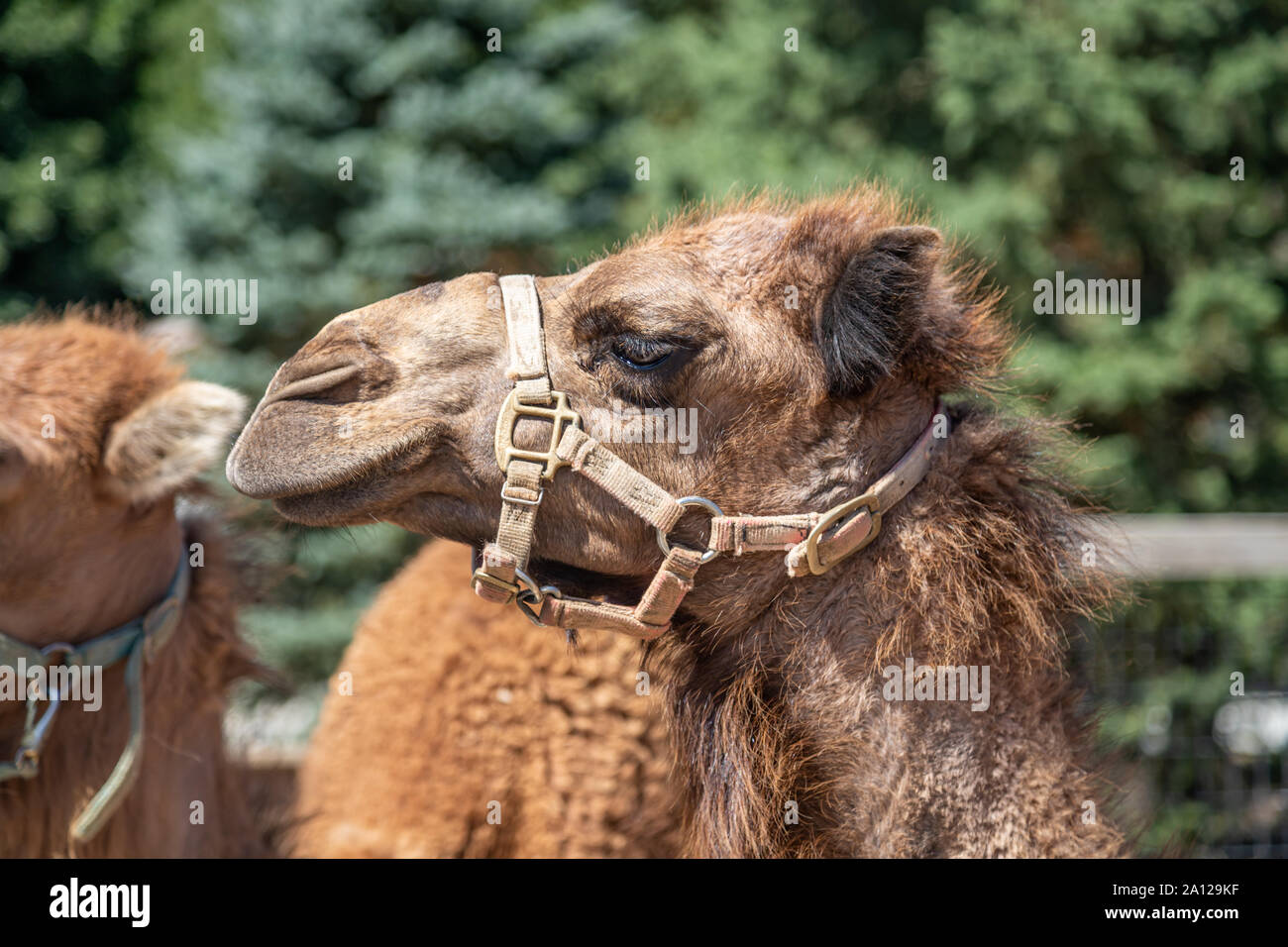 Camels head in profile hi-res stock photography and images - Alamy
