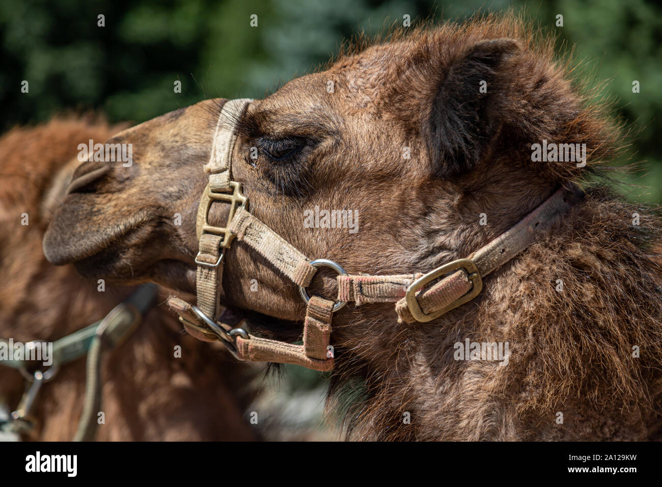 Profile of camel hi-res stock photography and images - Alamy